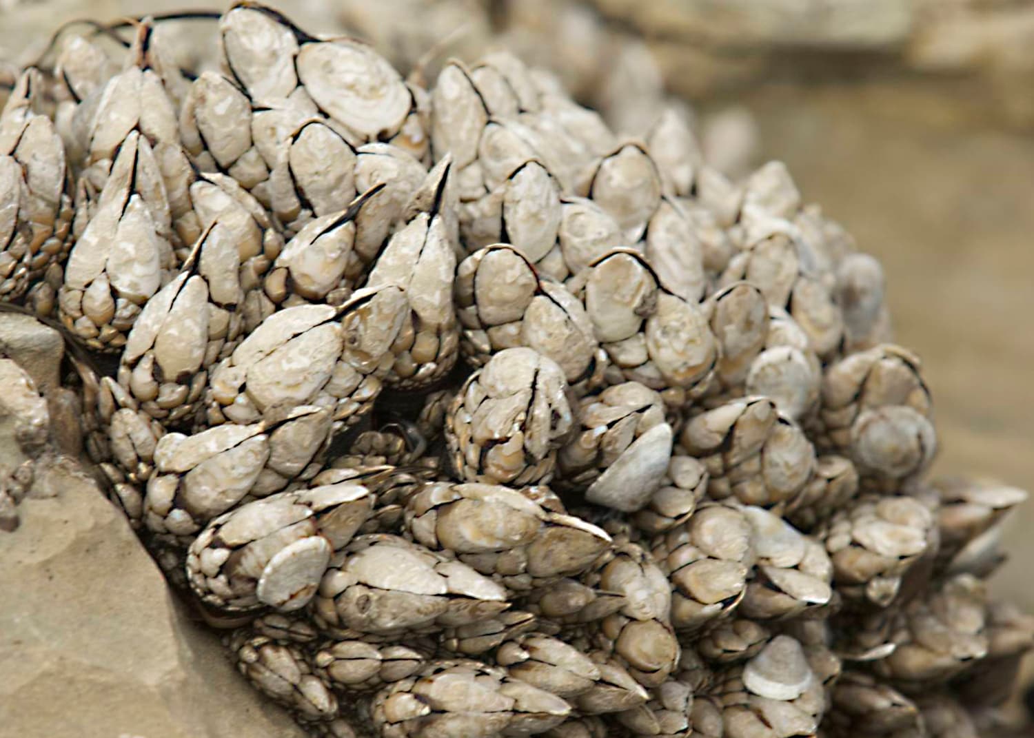 Gooseneck Barnacles | Cabrillo Marine Aquarium - San Pedro, California